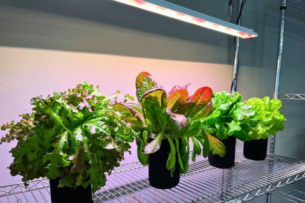 Growing Methods – Happy Leaf